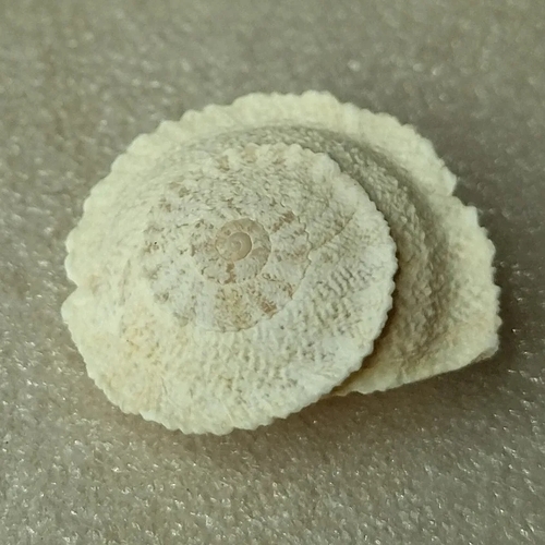 Xeroleuca turcica · iNaturalist Mexico