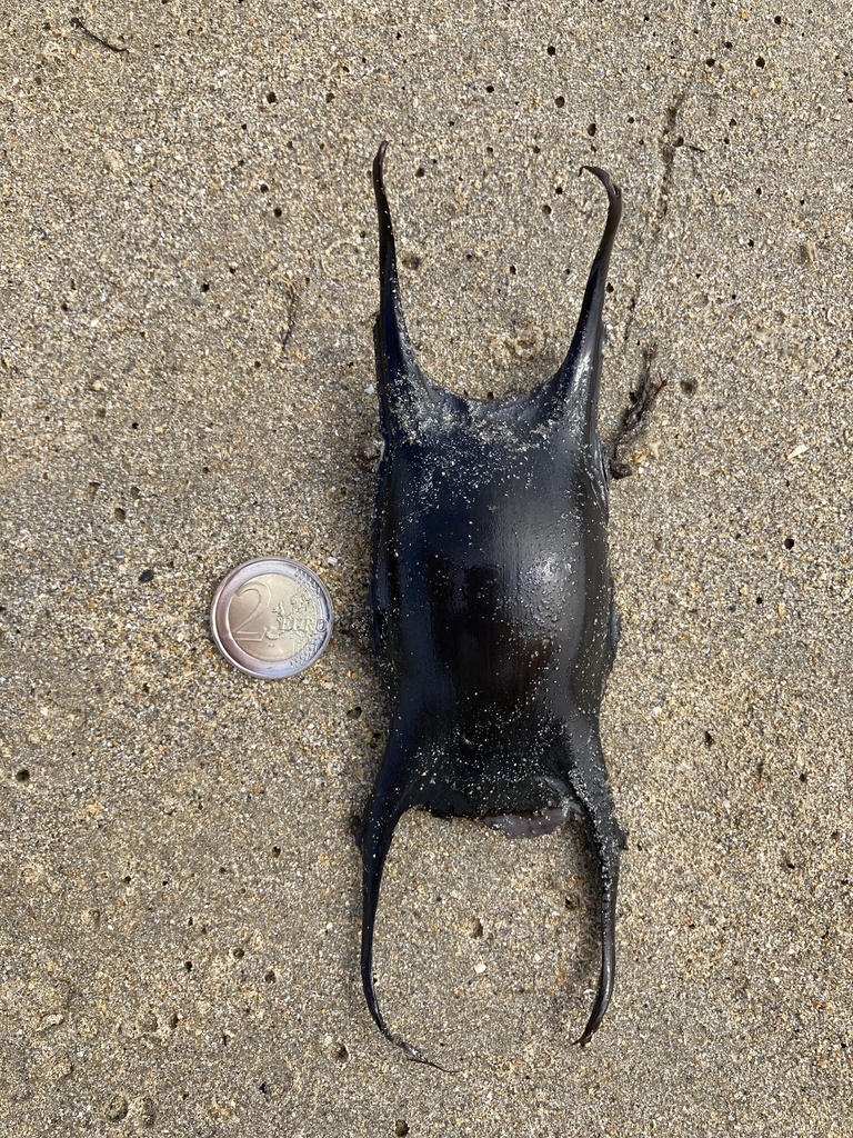 Undulate Skate in September 2021 by Ivano Marques · iNaturalist