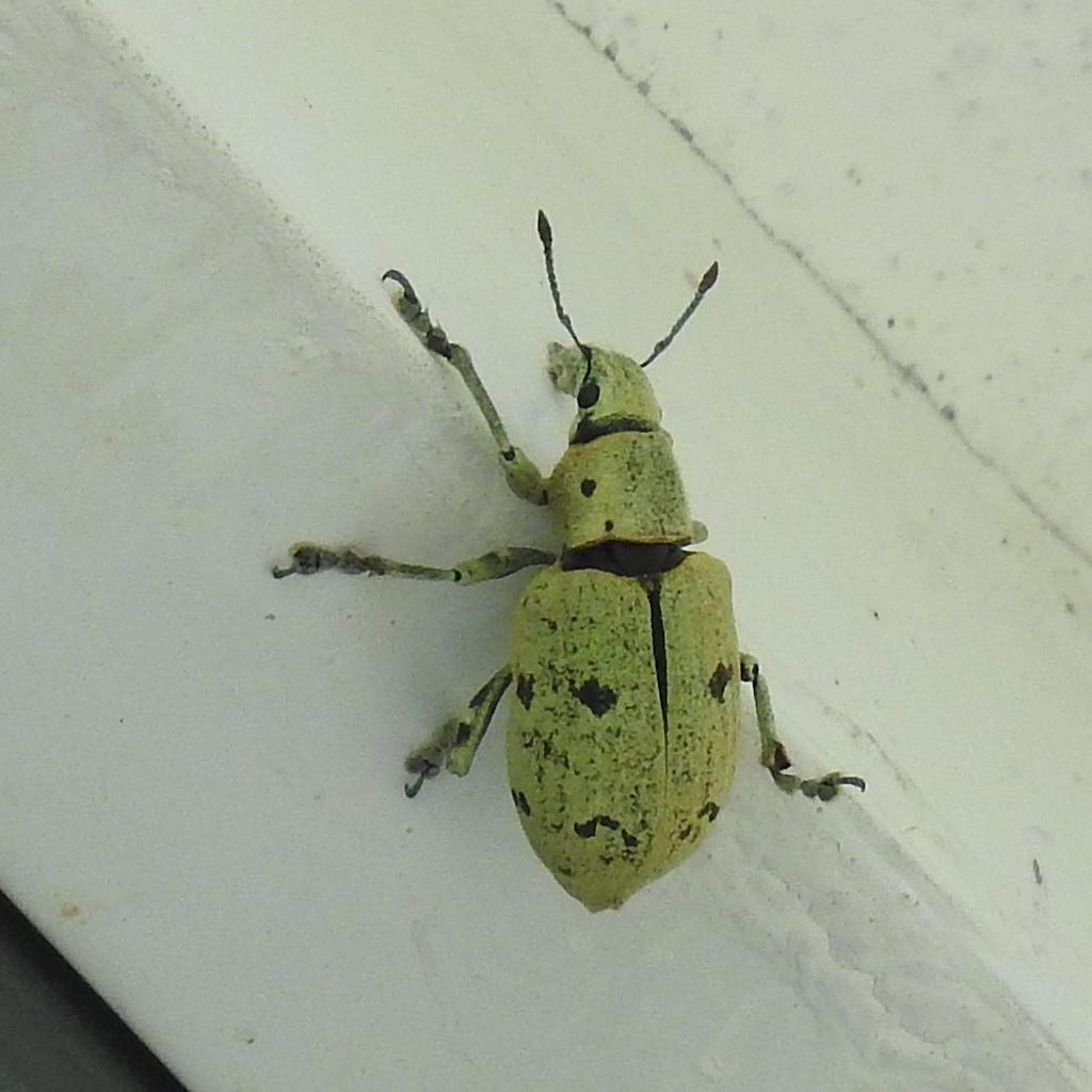 Ericydeus from Culiacán, Sinaloa, México on September 14, 2021 at 12:40 ...