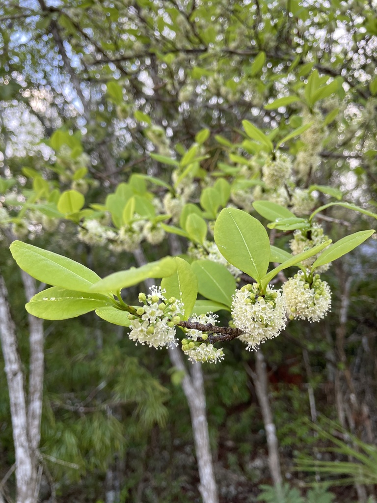 Smoke Wood from Grand Cayman, Cayman Islands, Cayman Islands, KY on ...