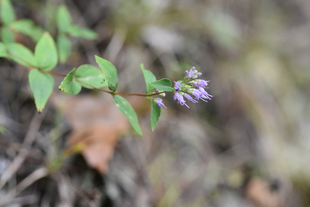 common dittany in September 2021 by Cade · iNaturalist