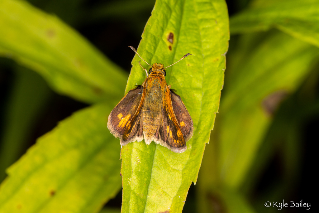 Peck's Skipper from Heckert Nature Preserve on August 30, 2021 at 10:57 ...