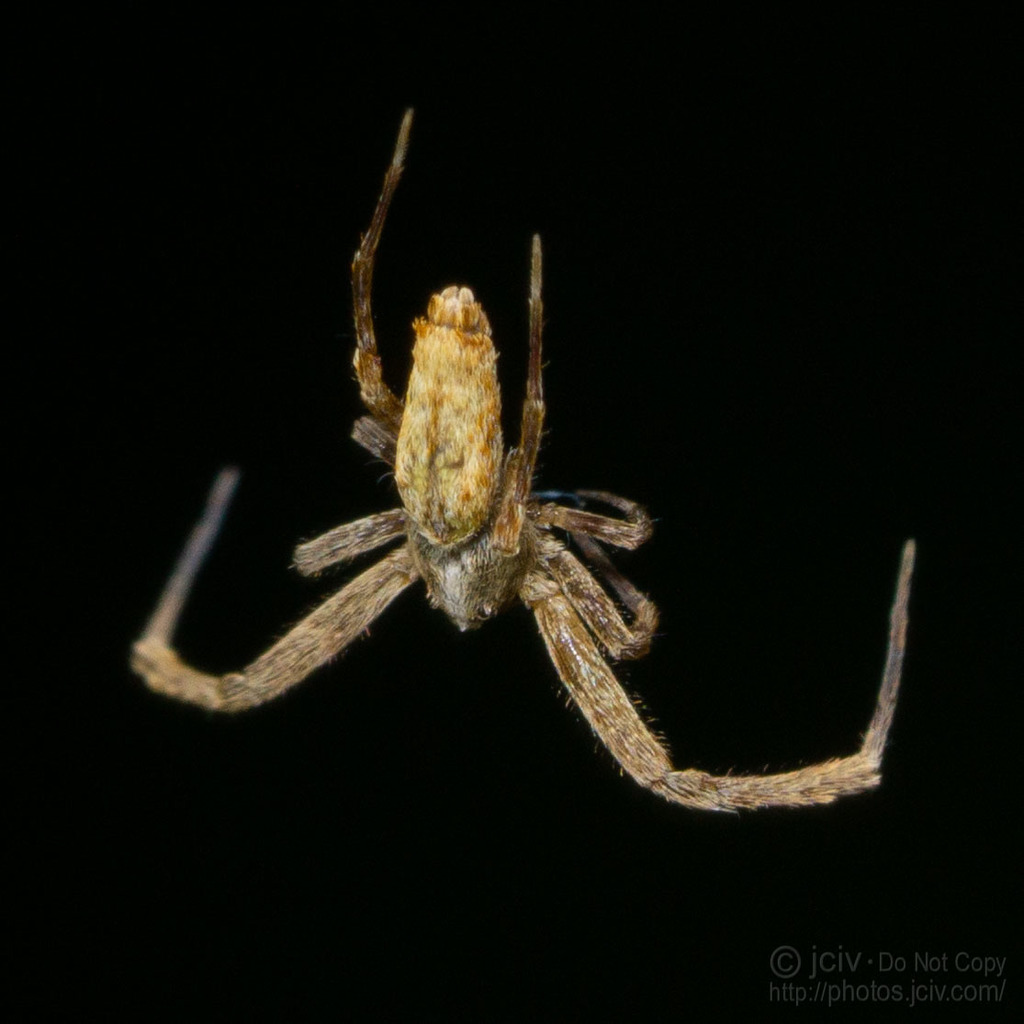 Feather-legged Spiders from Hidalgo, Texas, United States on September ...
