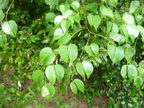 Guibourtia schliebenii · iNaturalist