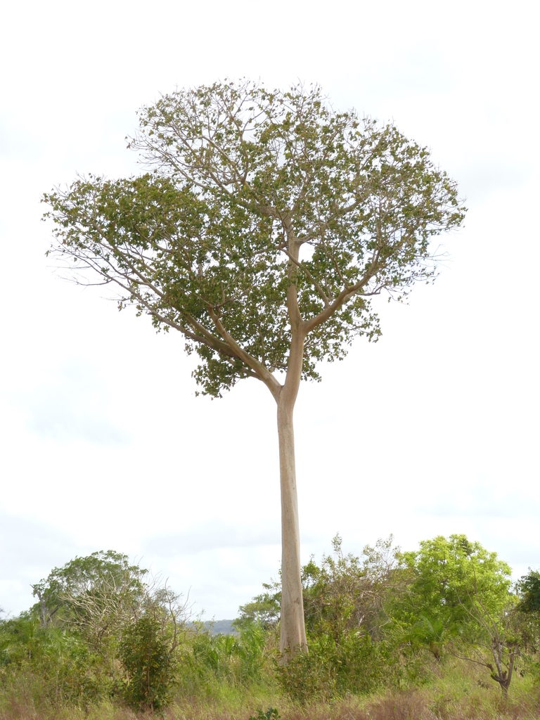tall-boy star-chestnut from Macomia, Mozambique on September 07, 2014 ...