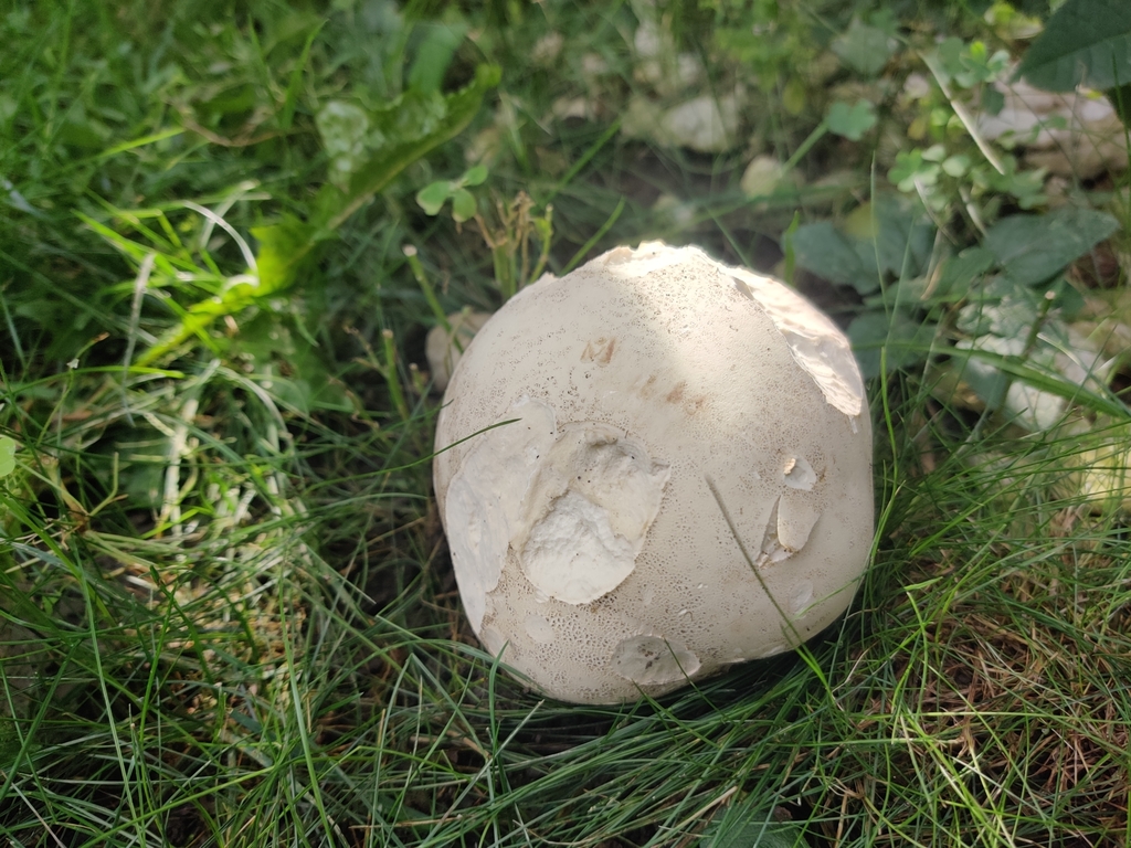 giant puffball from INVERNESS opposite SOUTHILL, Hamilton, ON L9A 4X2 ...