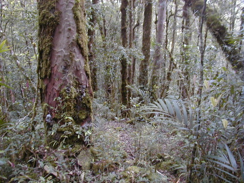 Agathis alba · iNaturalist Mexico
