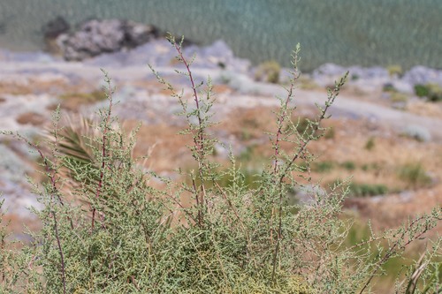 Aegaean Saltwort (Caroxylon aegaeum) · iNaturalist