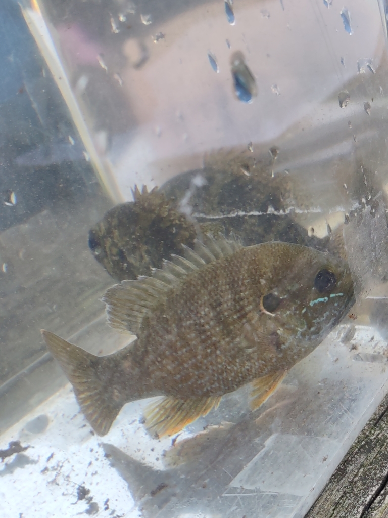 Green Sunfish from Dexter Township, MI, USA on September 16, 2021 at 10 ...