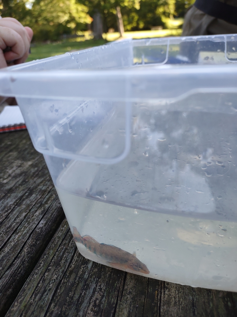 Rainbow Darter from Dexter Township, MI, USA on September 16, 2021 at ...