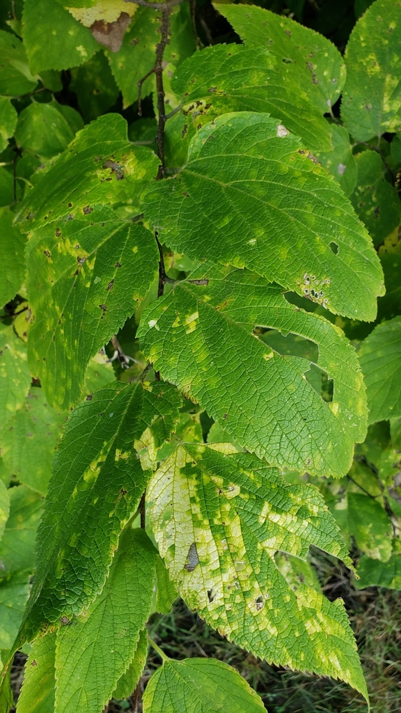 hackberry mosaic virus from Plainfield, IN, USA on September 16, 2021 ...