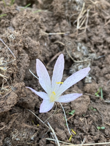 Colchicum lingulatum · iNaturalist