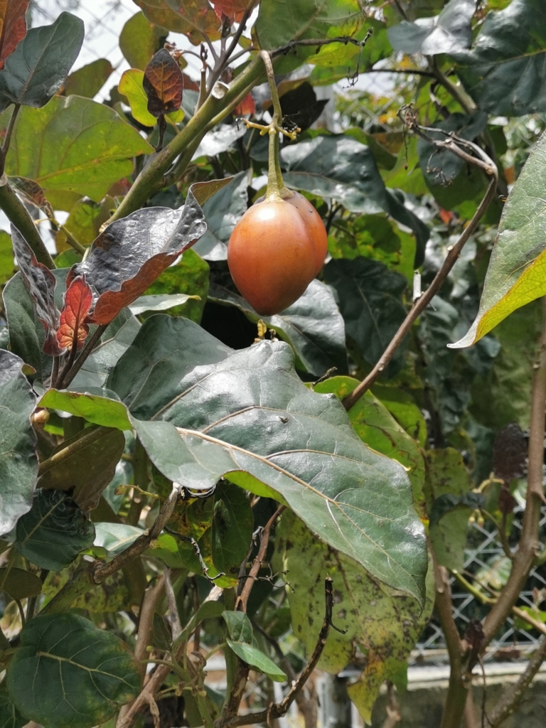 tamarillo from Bogotá, D.C. , CO-CU, CO on September 16, 2021 at 12:42 ...