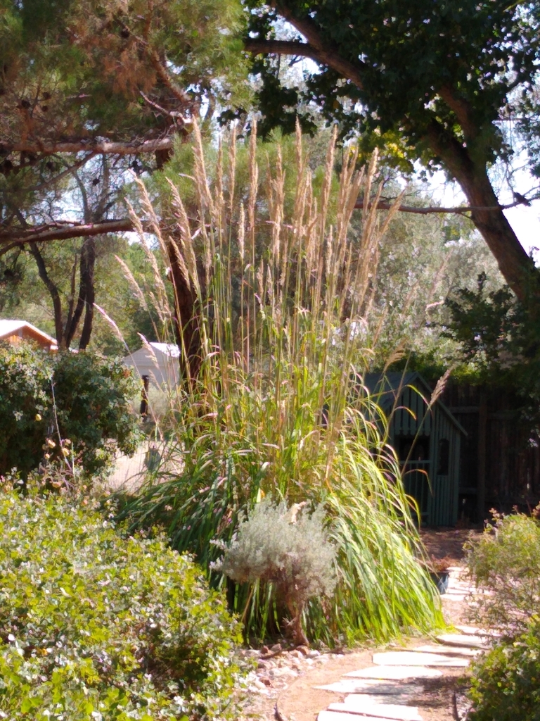 ravenna grass from Corrales, NM, USA on September 16, 2021 at 03:13 PM ...