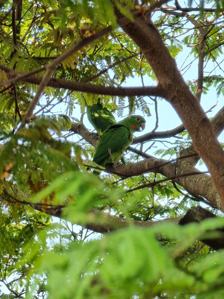 White-eyed Parakeet from São Lourenço, MG, 37470-000, Brasil on ...