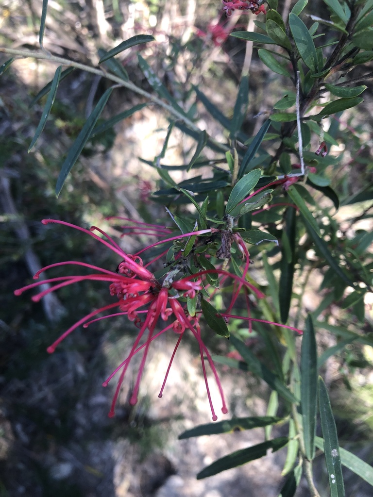 Red Spider Flower from Lane Cove Valley Walk, Marsfield, NSW, AU on ...