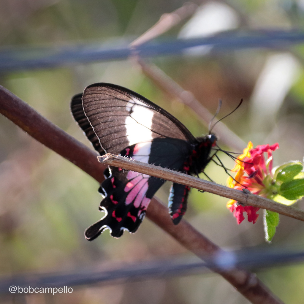fluminense swallowtail in August 2021 by Roberto Campello · iNaturalist
