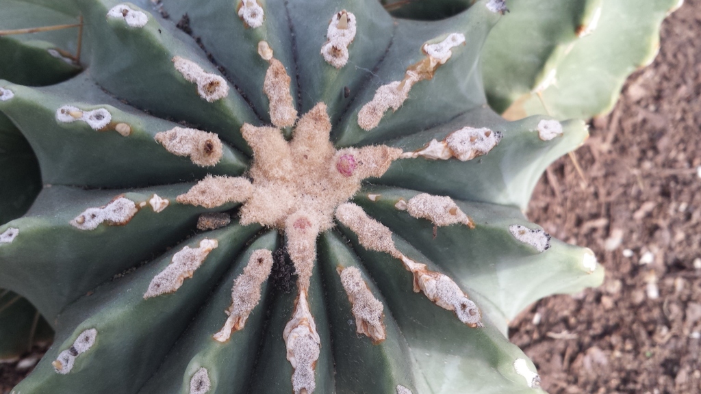 glaucous barrel cactus (Cacti of Mexico) · iNaturalist
