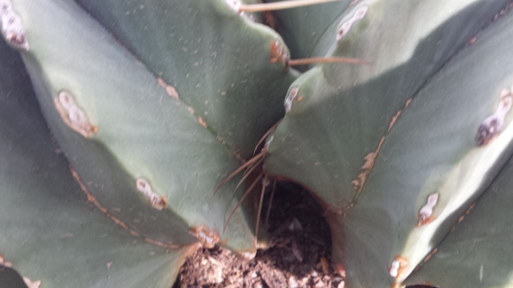 glaucous barrel cactus (Cacti of Mexico) · iNaturalist