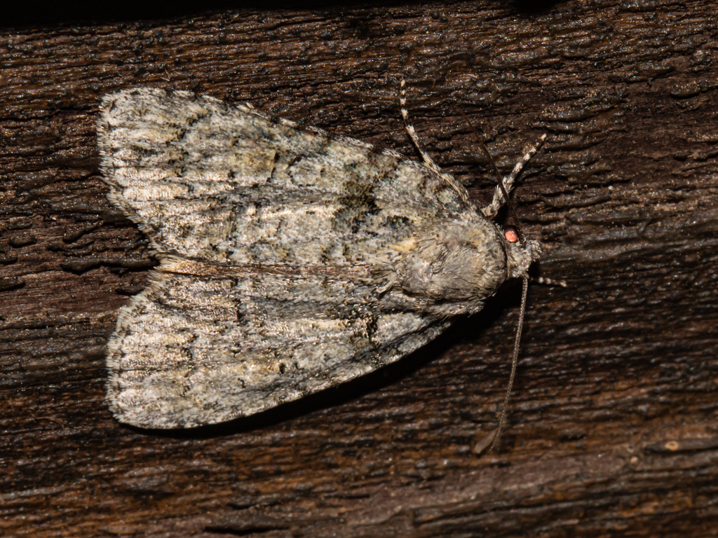 Eclipsed Oak Dagger from Patuxent Research Refuge, Anne Arundel ...