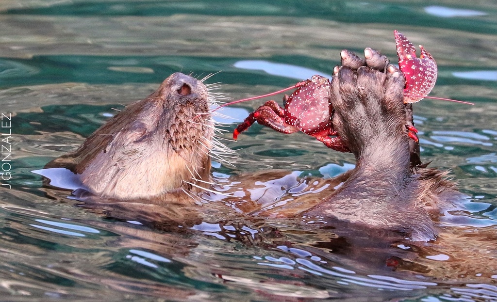 Marine Otter in August 2021 by Jonathan Gonzalez Gonzalez · iNaturalist