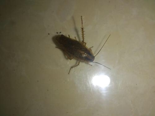 Observations by jiahaochen · iNaturalist