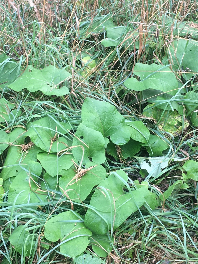 burdocks from улица Волкова, Кемерово, Кемеровская область, RU on ...