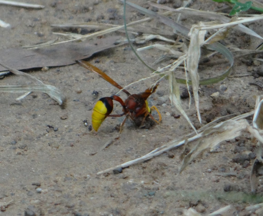 Delta pyriforme pyriforme from Chikballapur, Karnataka, India on ...