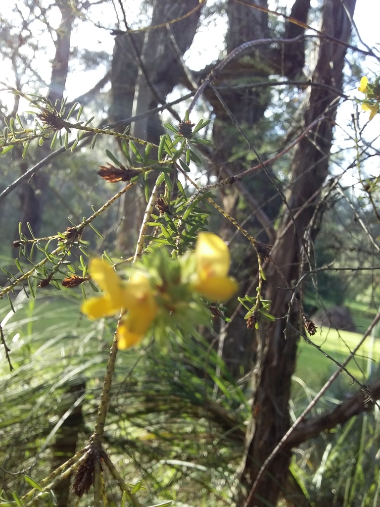 swamp bush-pea from Maryknoll VIC 3812, Australia on September 17, 2021 ...