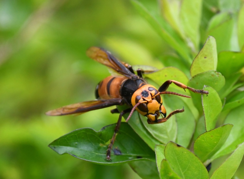 Southern Giant Hornet from ตำบล หินตั้ง อำเภอเมืองนครนายก นครนายก 26000 ...