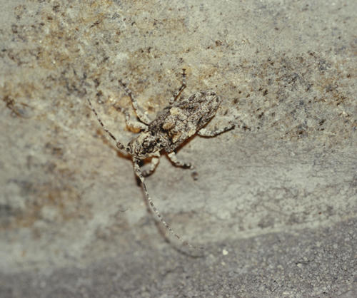 Subspecies Idactus strandi strandi · iNaturalist