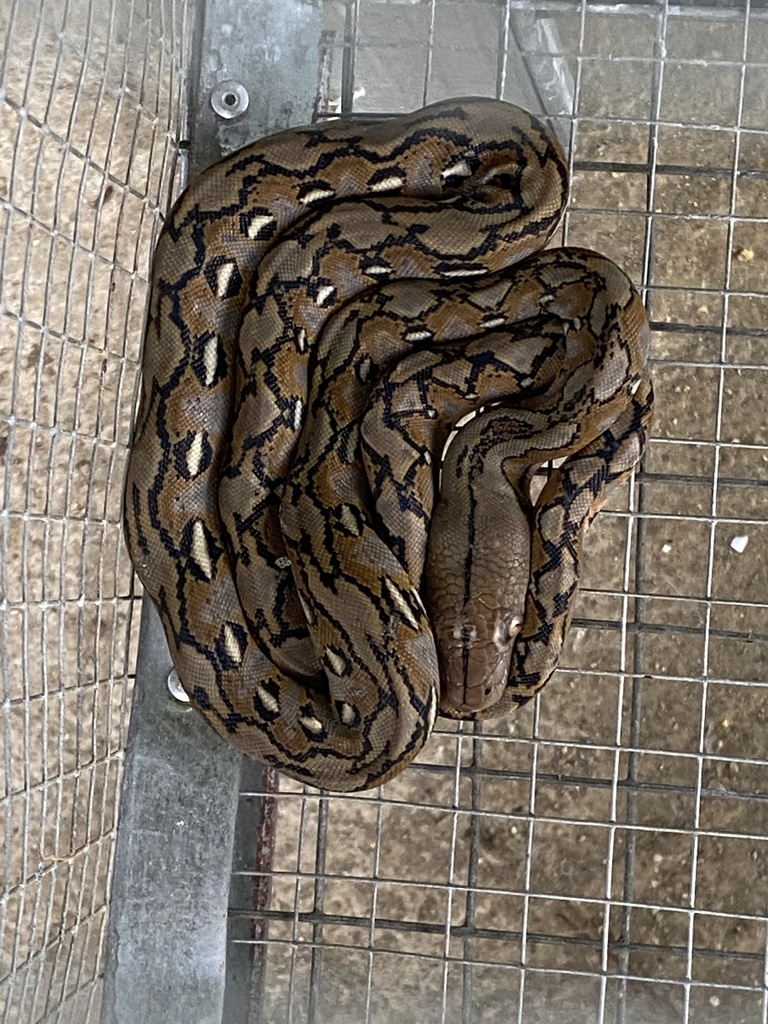 Reticulated Python from Tominamos, Santa Rita, Western Samar, PH on ...