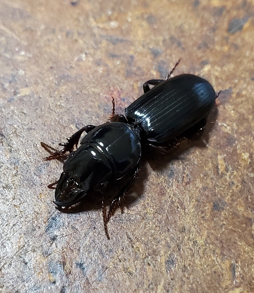 Big-headed Ground Beetle from Plymouth, MA 02360, USA on September 17 ...