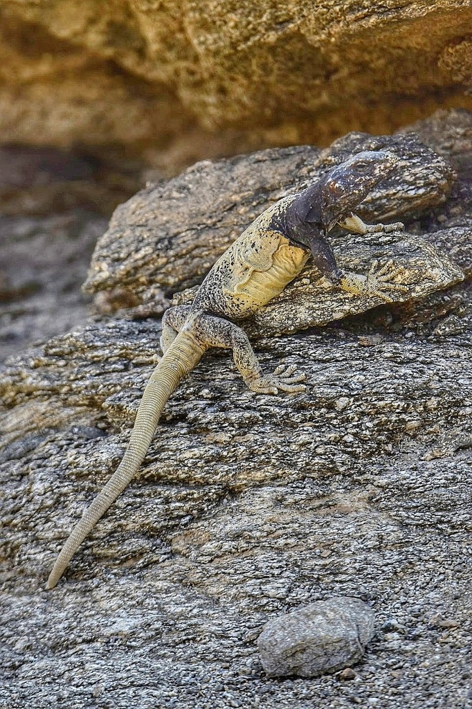 Common Chuckwalla from Riverside County, CA, USA on September 14, 2021 ...