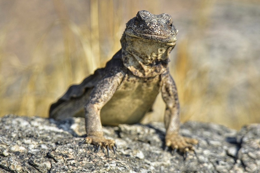 Common Chuckwalla from Riverside County, CA, USA on September 14, 2021 ...