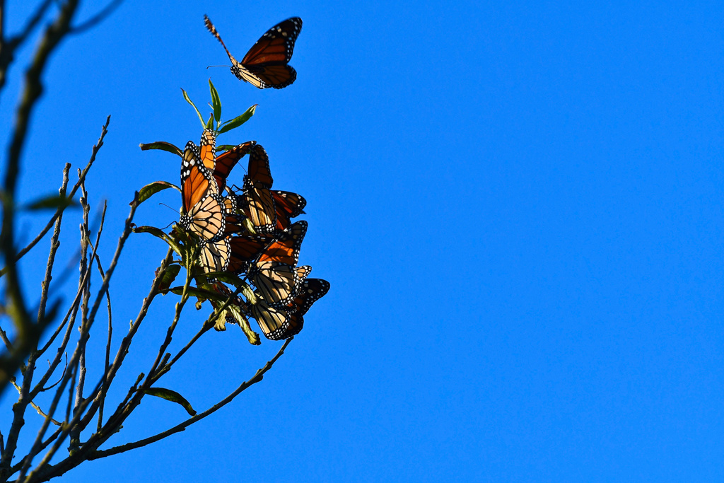 Monarch from Yarmouth, NS, Canada on September 13, 2021 at 06:14 PM by ...
