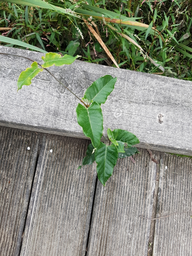 Moth Vine from Auckland, NZ on April 19, 2018 at 10:47 AM by thomson ...