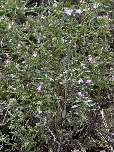 Mosla chinensis · iNaturalist