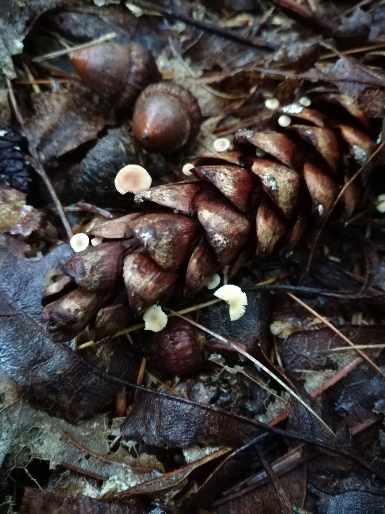 Conifercone Cap in September 2021 by cinnaporucci · iNaturalist