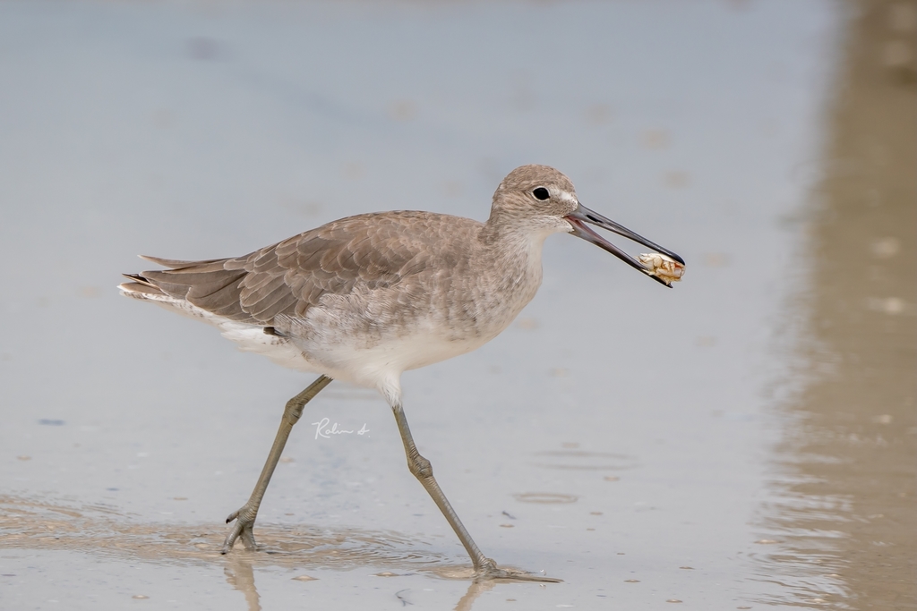 Willet in September 2021 by Robin · iNaturalist