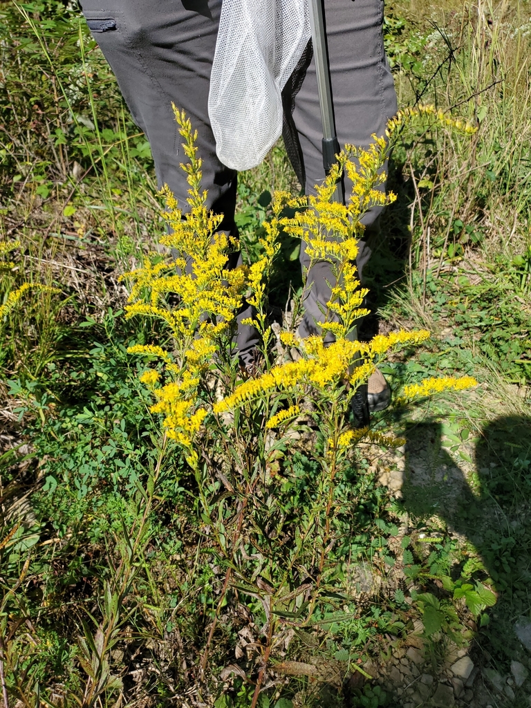 Short's goldenrod in September 2021 by Robert Myers · iNaturalist