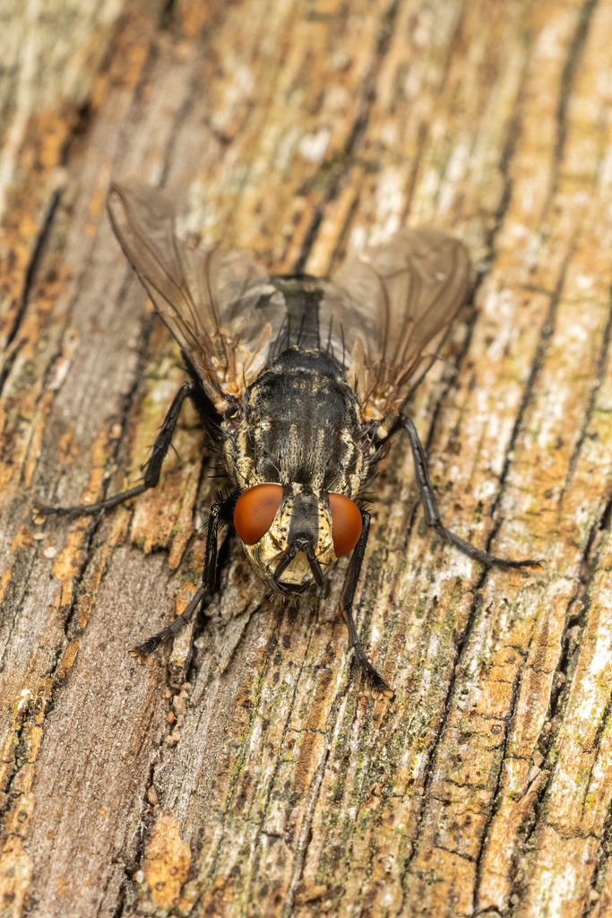 Common Flesh Flies from Shropshire, UK on September 17, 2021 at 01:54 ...