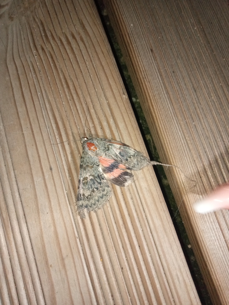 Red Underwing from 85690 Notre-Dame-de-Monts, France on September 8 ...