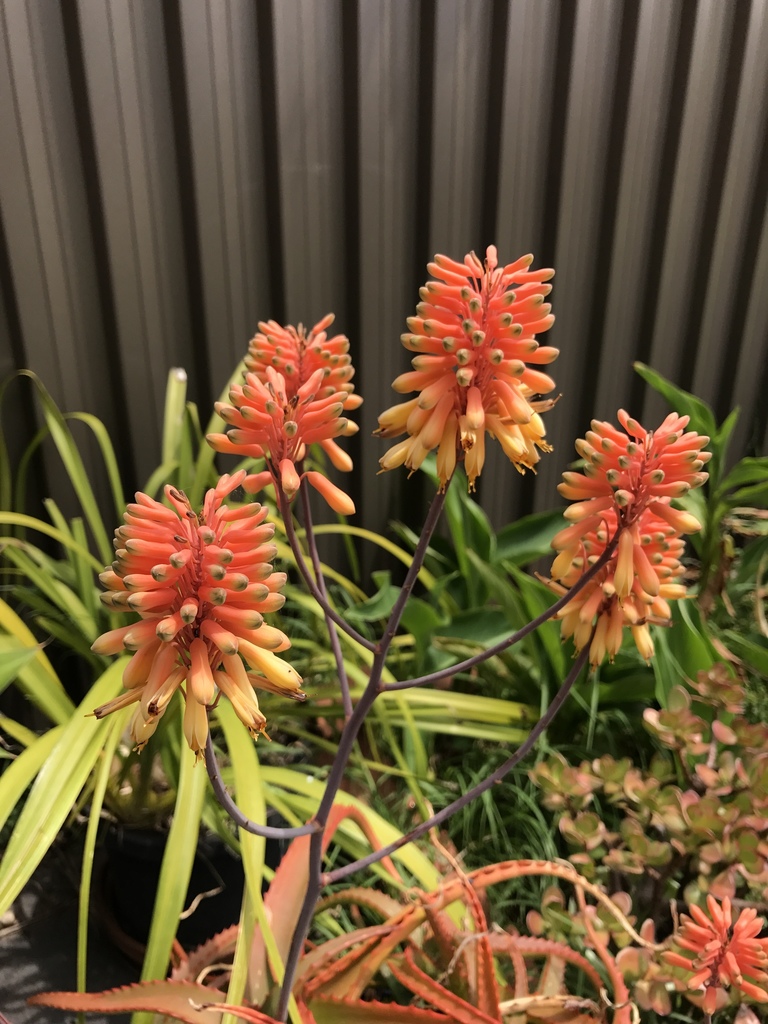 soap aloe from 2 Norfolk Avenue, Beverly Hills, NSW, AU on April 17 ...