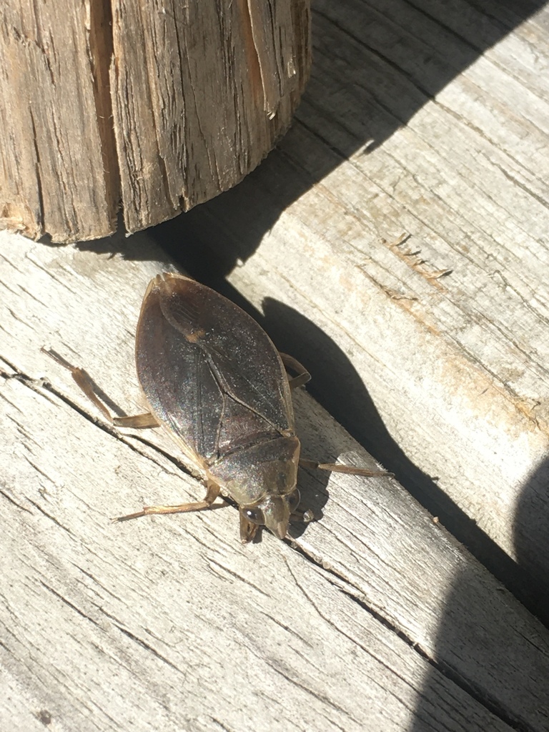 Giant Water Bugs from Historic Mill Creek Discovery Park, Cheboygan, MI ...
