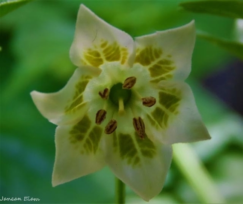 cultivated baccatum (Variety Capsicum baccatum pendulum) · iNaturalist