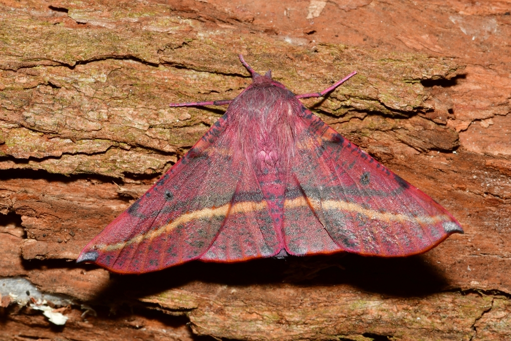 Pink-bellied Moth in September 2021 by James Peake. Hatched from pupae ...