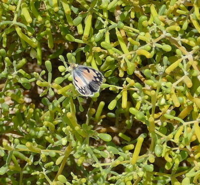 Subspecies Colotis phisadia phisadia · iNaturalist