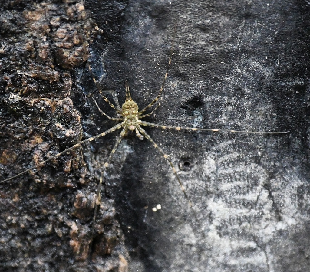 Neotama from ตำบล หินตั้ง อำเภอเมืองนครนายก นครนายก 26000 ประเทศไทย on ...