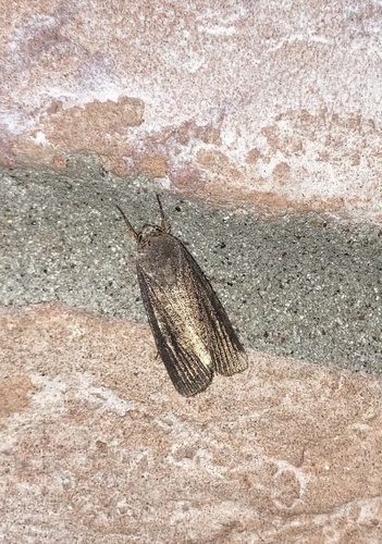 Photo 158063750, (c) Andrew Orgill, all rights reserved, uploaded by ...